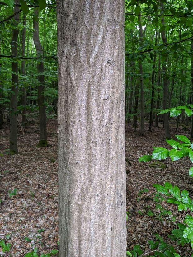 Carpenul (Carpinus betulus) – Descoperă Pădurea de Lângă Noi!